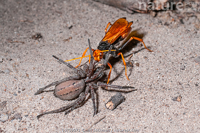 Stock photo of Spider hunter wasp / Golden spider wasp (Cryptocheilus ...