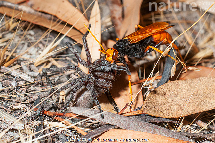 Stock photo of Spider hunter wasp / Golden spider wasp (Cryptocheilus ...