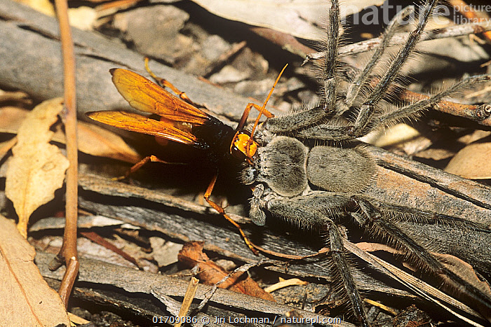 Orange Spider Wasp Parasitic Wasp Anoplius Viaticus Captured Wolf