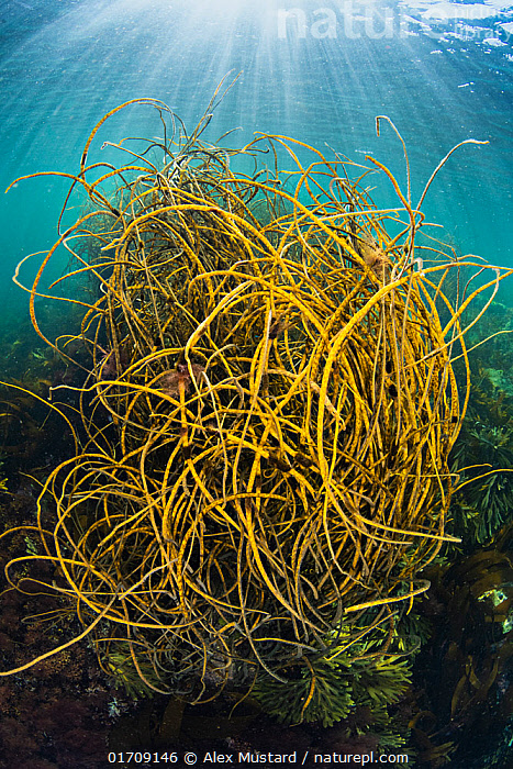 Stock photo of Spaghetti seaweed (Himanthalia elongata) in a tangled ...