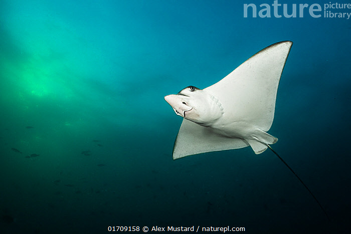 Stock photo of Spotted eagle ray (Aetobatus narinari) cruising over ...