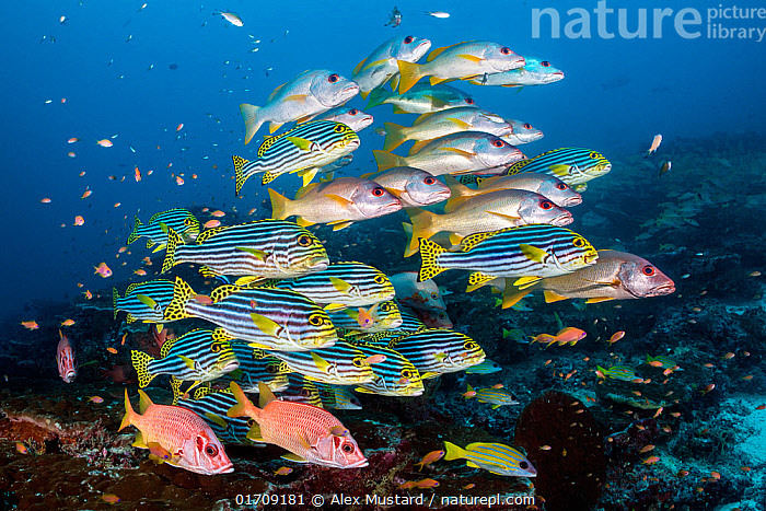 Stock photo of Shoal of large reef fish including Onespot snapper ...