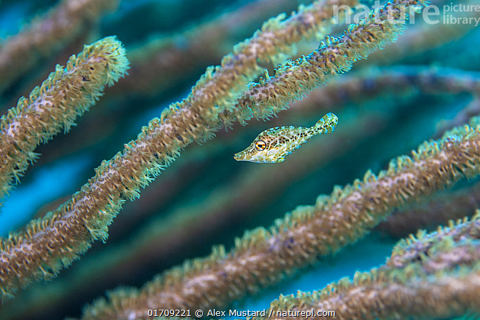 Stock photo of Slender filefish (Monacanthus tuckeri) hiding amongst ...