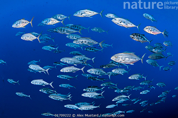 Stock photo of School of Yellow-spotted trevally (Carangoides ...