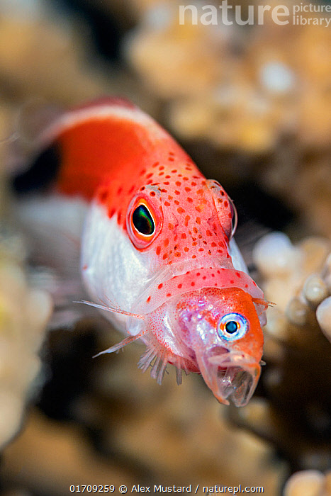 Stock photo of Freckled hawkfish / Foster's hawkfish (Paracirrhites ...