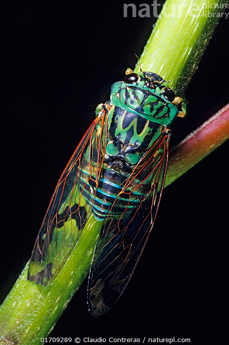 Stock photo of Emerald cicada (Zammara calochroma) on stem. El Cielo ...