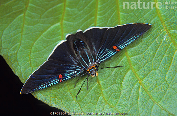 Stock photo of Southern guava skipper butterfly (Phocides polybius) on ...