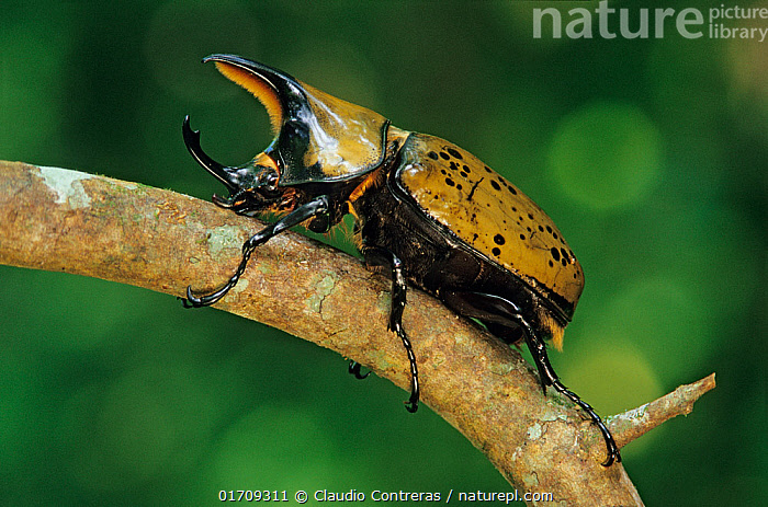 Stock photo of Mexican Hercules beetle (Dynastes hyllus) on branch. El ...