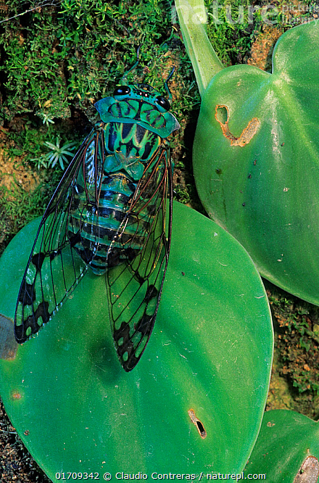 Stock photo of Emerald cicada (Zammara smaragdina) on leaves. Montes ...