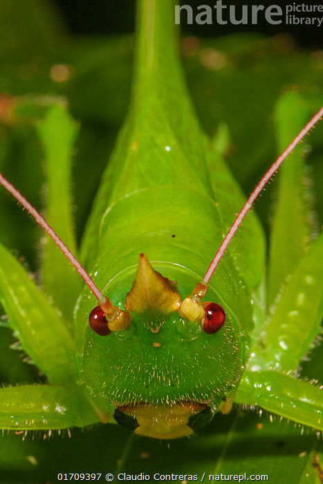 Stock photo of Katydid (Copiphora) portrait.Los Tuxtlas Biosphere ...