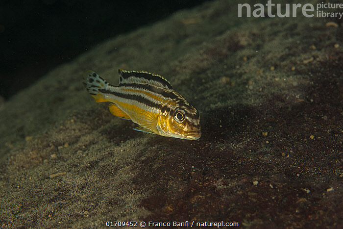 Stock photo of Female Golden mbuna cichlid (Melanochromis auratus ...