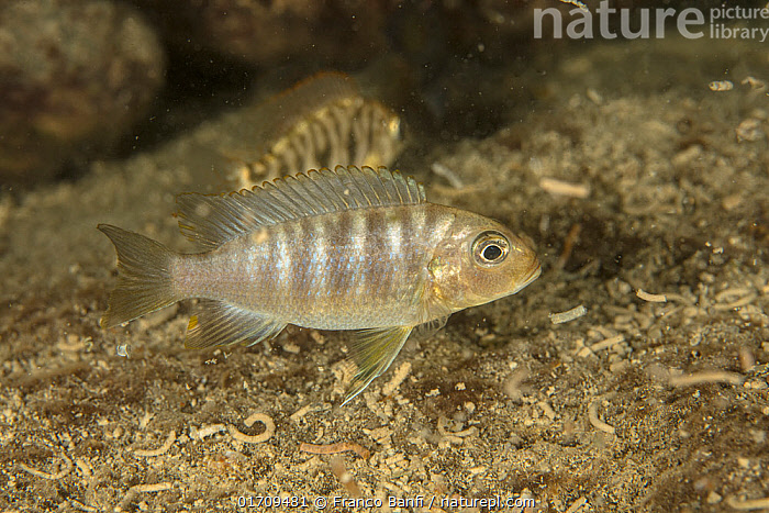 Stock photo of Red cheek cichlid (Tropheops sp.) swimming. Thumbi West ...
