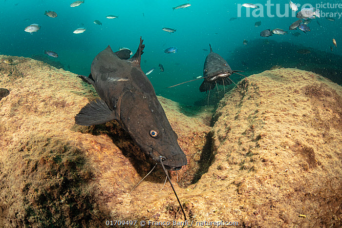 Stock photo of Male and female Kampango catfish (Bagrus meridionalis ...