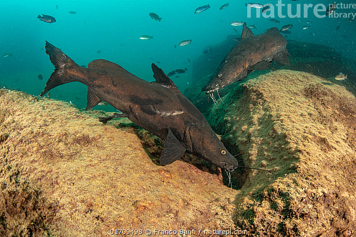 Stock photo of Male and female Kampango catfish (Bagrus meridionalis ...