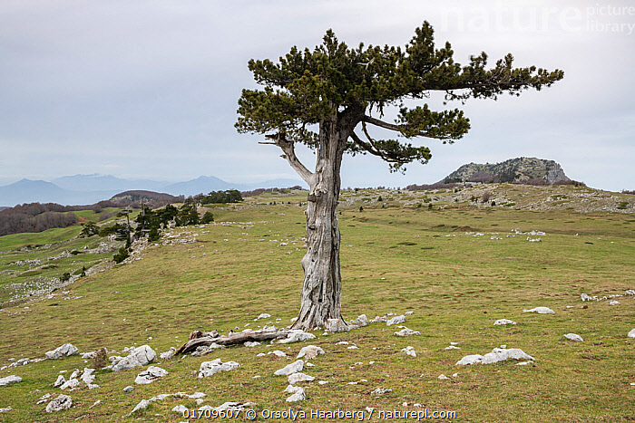 Stock photo of Bosnian pine (Pinus leucodermis) tree, Pollino National ...