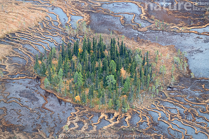 Stock photo of Aerial photograph of string bogs consisting of water ...