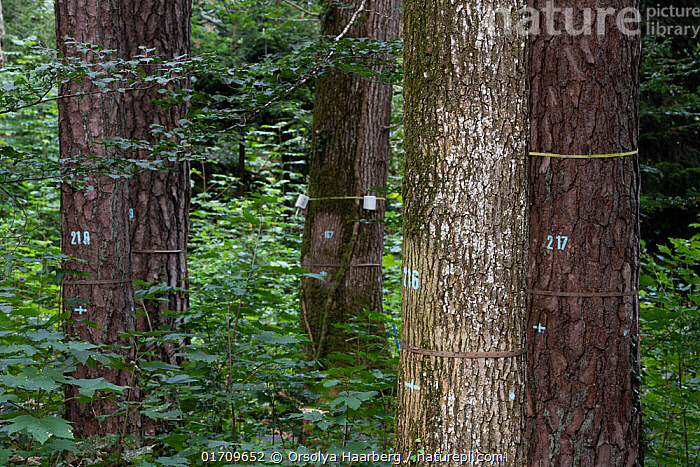 Stock photo of Tools for marking trees and measuring tree diameter used ...