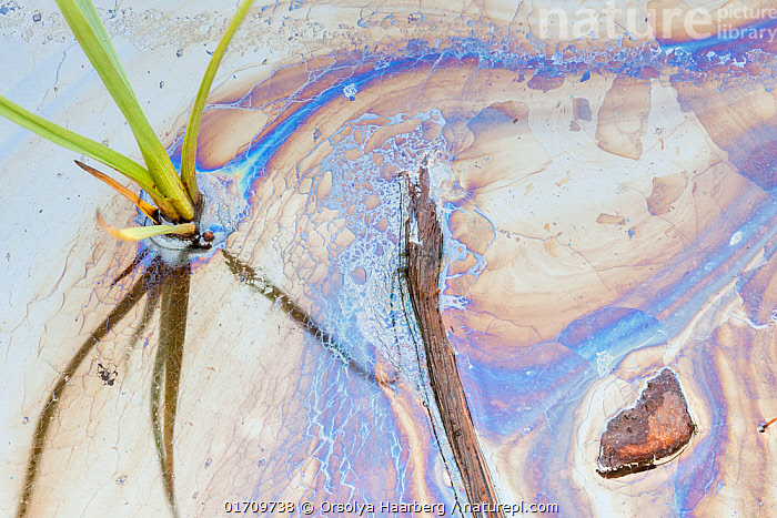 Stock photo of Bog oil, an oily sheen produced by a bacteria ...