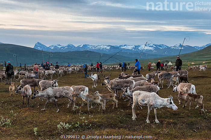 Stock photo of Sami reindeer herders marking domestic Reindeer ...