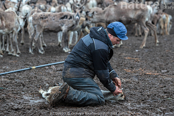 Stock photo of Sami herder calf marking domestic Reindeer (Rangifer ...