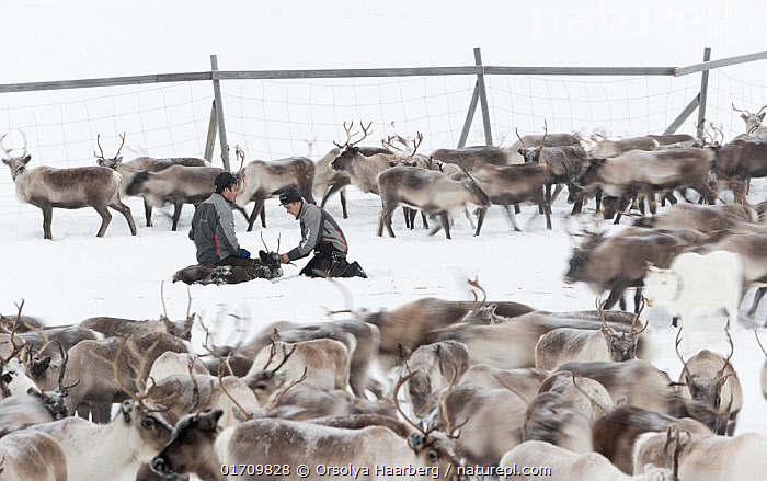 Stock photo of Indigenous Sami reindeer herders marking herd of ...