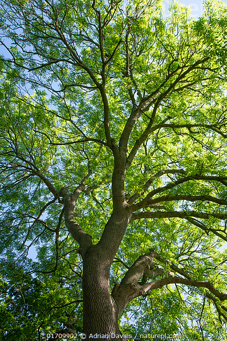 Stock photo of Ash (Fraxinus excelsior) tree in spring. Surrey, UK. May ...