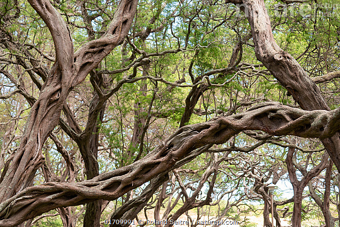 Stock photo of Twisted, gnarled tree branches in woodland, Hanauma Bay ...