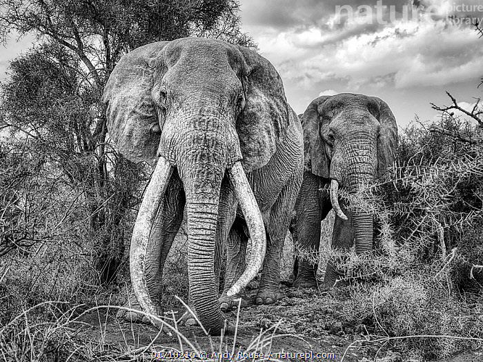 Stock photo of RF - African elephant (Loxodonta africana) famous super ...
