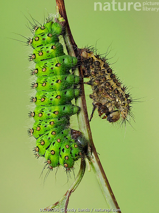 Stock photo of Spectacular emperor moth (Saturnia pavonia) caterpillar ...