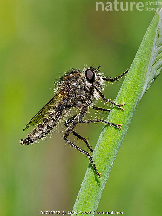 Stock photo of Fan-bristled robberfly (Dysmachus trigonus) in ...