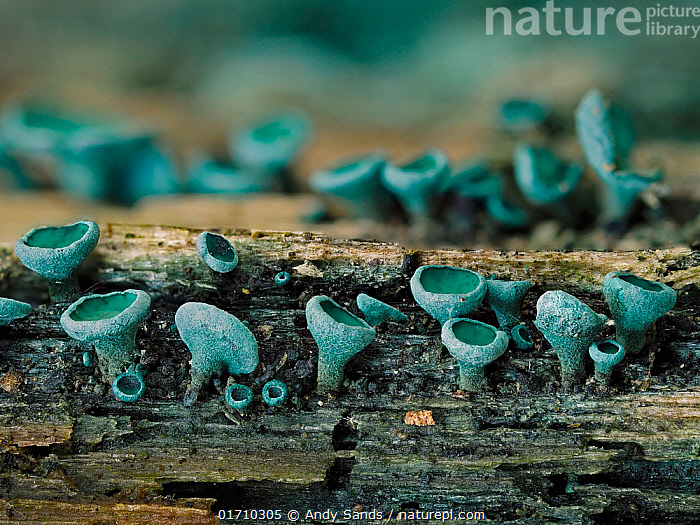 Stock photo of Green elf cup fungi (Chlorociboria aeruginascens) often ...