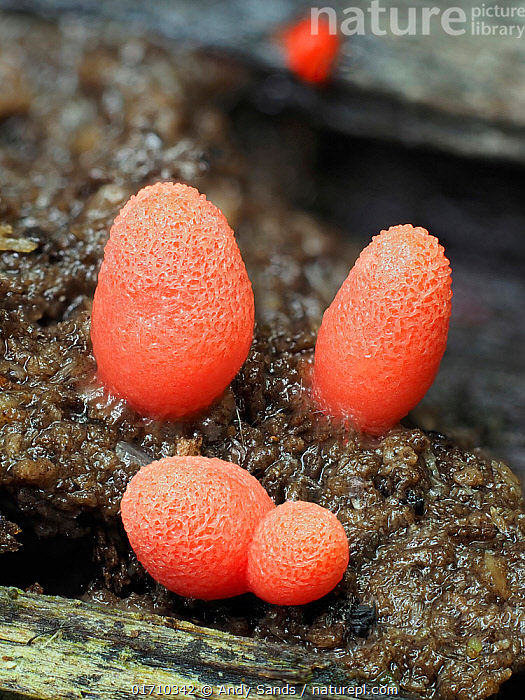 Stock photo of Slime mould (Lycogala conicum) growing on upper surface ...