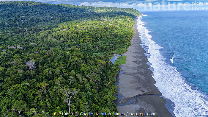 Stock photo of Aerial view of rainforest and coastline, Osa peninsula ...