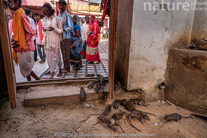 Stock photo of Black rats (Rattus rattus) feeding with group of ...