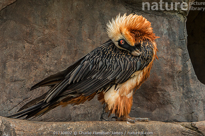 Stock photo of Bearded vulture (Gypaetus barbatus) preening, African ...