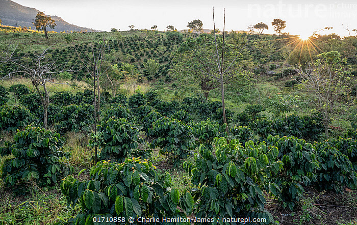 Stock photo of Coffee plantation at sunset, Gorongosa Coffee Project ...