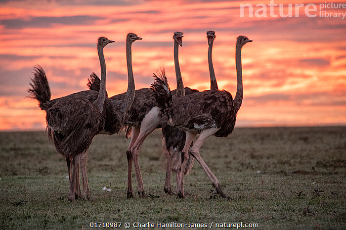 Stock photo of Five Ostriches (Struthio camelus) on the savanna at dawn ...