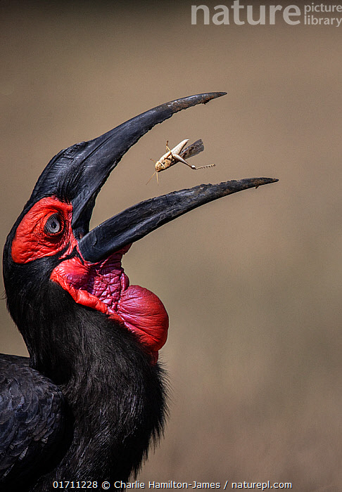 Stock photo of Ground hornbill (Bucorvus leadbeater) catching insect in ...