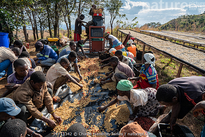 Stock photo of Coffee workers sorting, cleaning and drying coffee beans ...