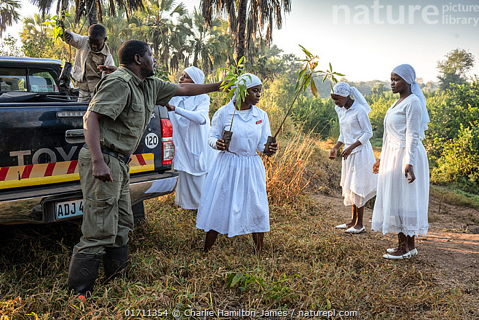 Stock photo of Gorongosa head warden planting trees with his family ...