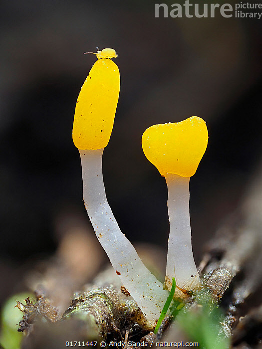 Stock photo of Bog beacon fungi (Mitrula paludosa) with Globular ...
