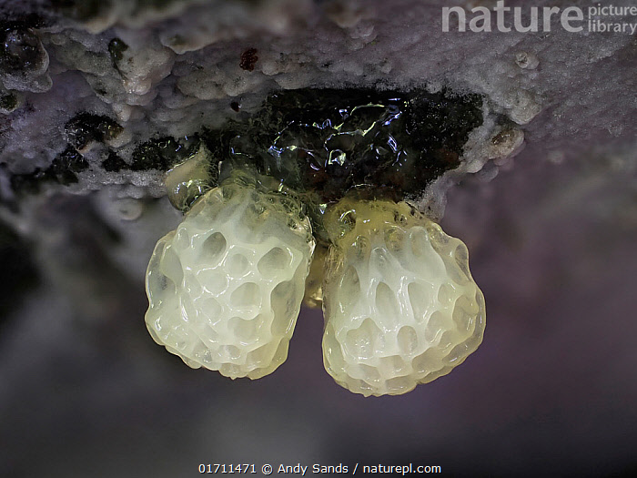 Stock photo of Slime mould (Ceratiomyxa fruticulosa var. poroides) very ...