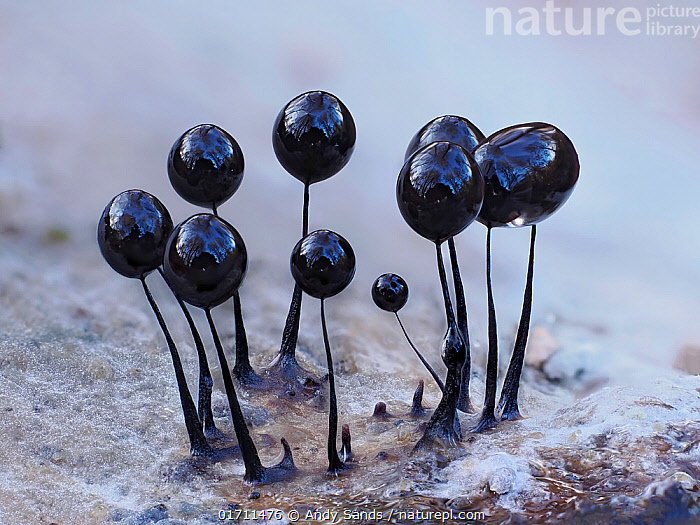 Stock photo of Slime mould (Comatricha nigra) group of sporangia ...