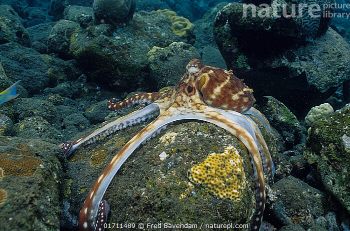 Stock photo of Day octopus (Octopus cyanea) climbing over large rock ...
