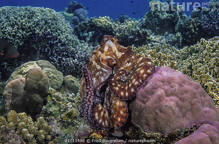 Stock photo of Day octopus (Octopus cyanea) resting on reef, grooming ...