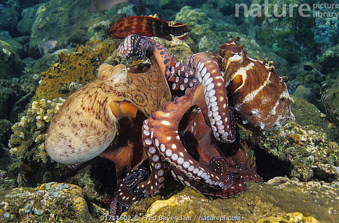 Stock photo of Pair of Day octopuses (Octopus cyanea) male, on right ...