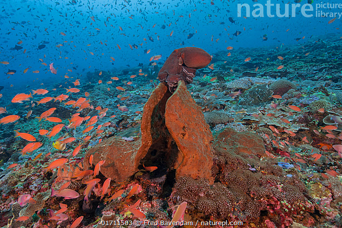 Stock photo of Day octopus (Octopus cyanea) resting on top of a large ...