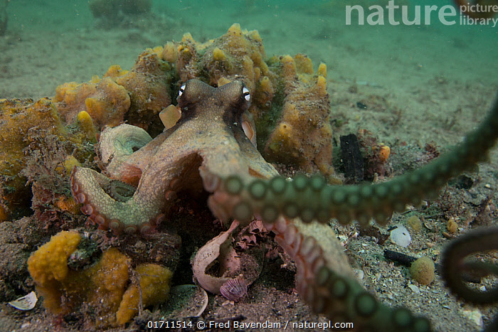Stock photo of Sydney octopus (Octopus tetricus) on seabed with one arm ...
