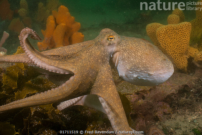 Stock photo of Sydney octopus (Octopus tetricus) moving across seabed ...