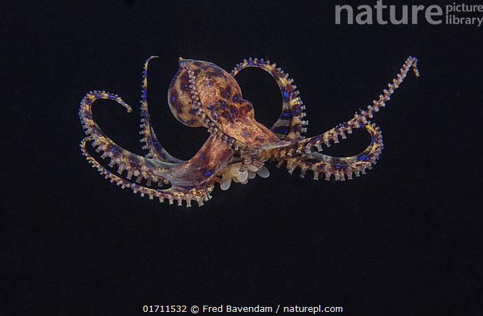 Stock photo of Southern blue-ringed octopus (Hapalochlaena maculosa ...